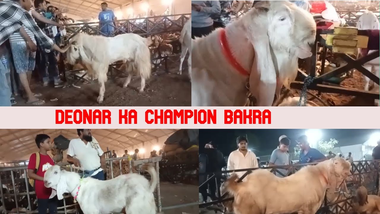 10 Hazar se 1 lakh 10 hazar tak ke bakre - YouTube
