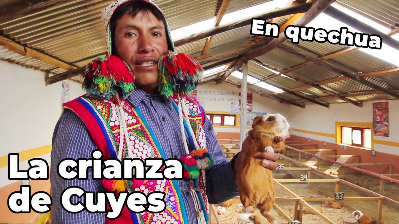La crianza de Cuyes - YouTube