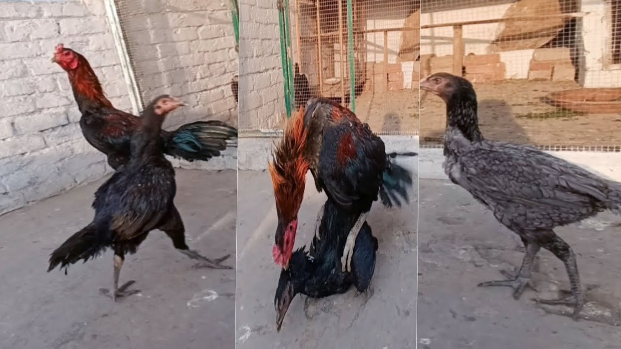 Trio Set Beautiful || Bohat hi Khubsurat Aseel Set || #ahmedbeautybirds - YouTube