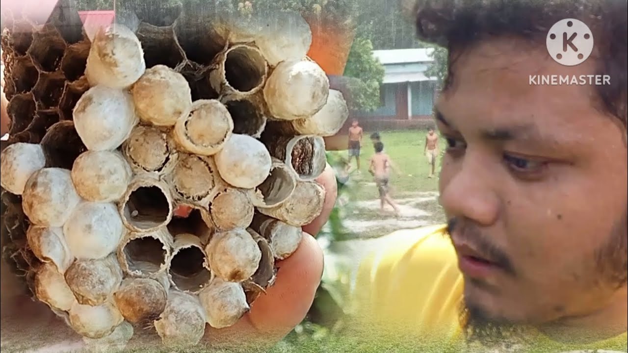 VILLAGE: Hunting Wild Yellow Bee Nest (JUST SHOW) - YouTube