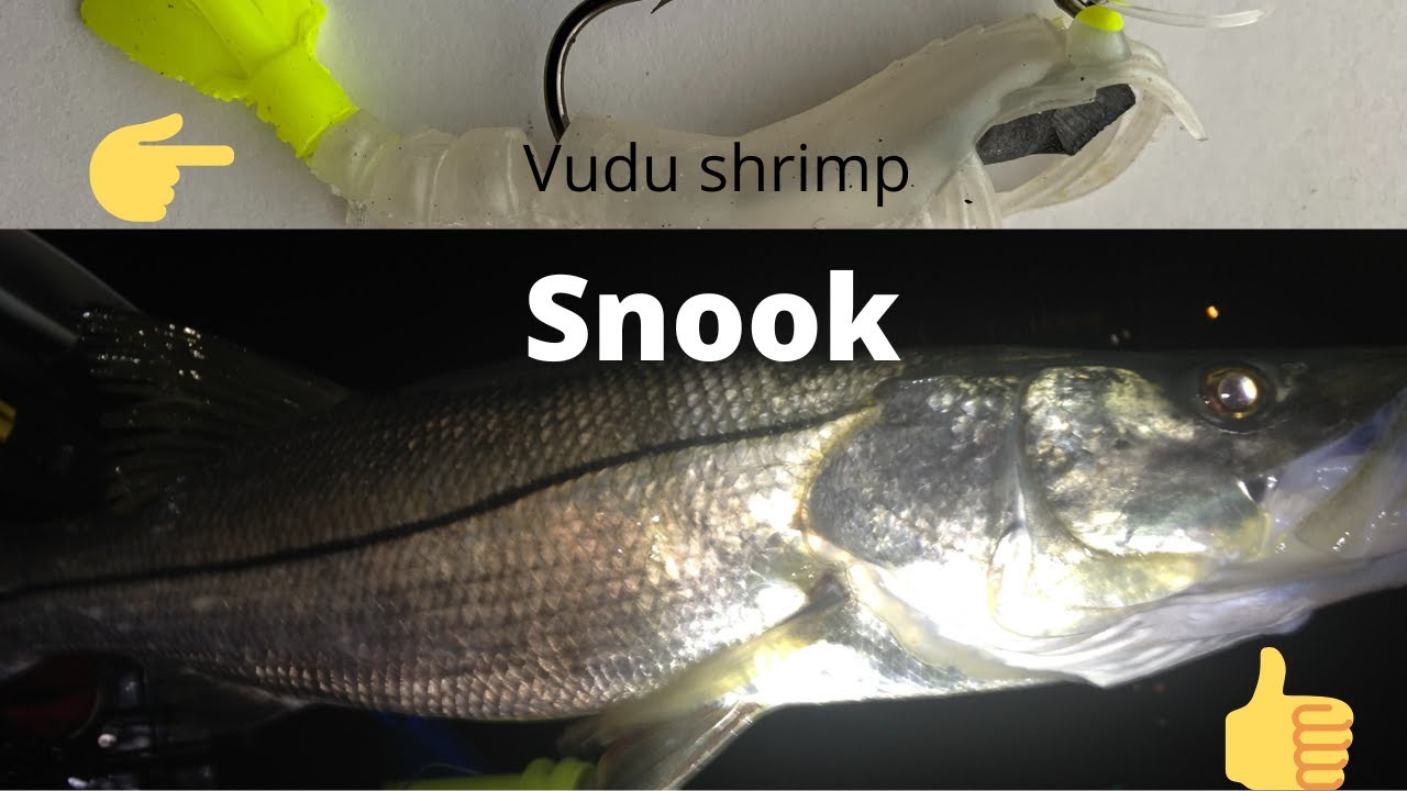 Snook are on fire early in the morning and at dark in Paradise 🏝️🎣⚓ ...