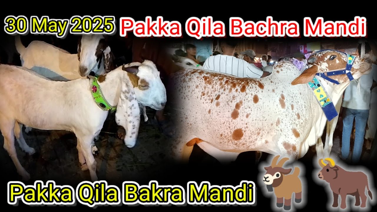 Pakka Qila Bakra Mandi | Today Mandi Update | Pakka Qila Bachra Mandi ...