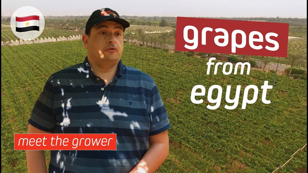 Meet The Grower in Egypt | EXSA Europe - YouTube