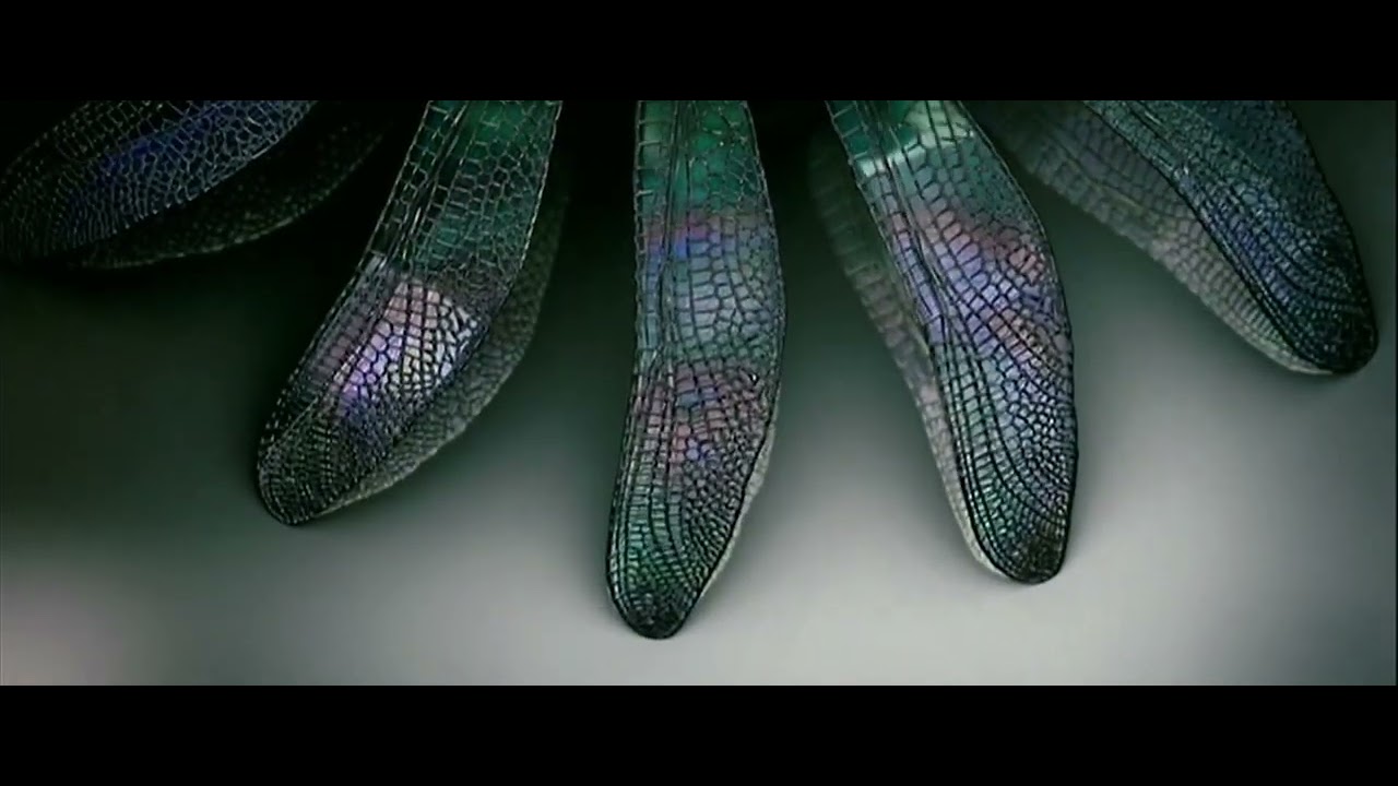 THX "Amazing Life" trailer [2007/2008 | Widescreen DVD version | 1080p ...