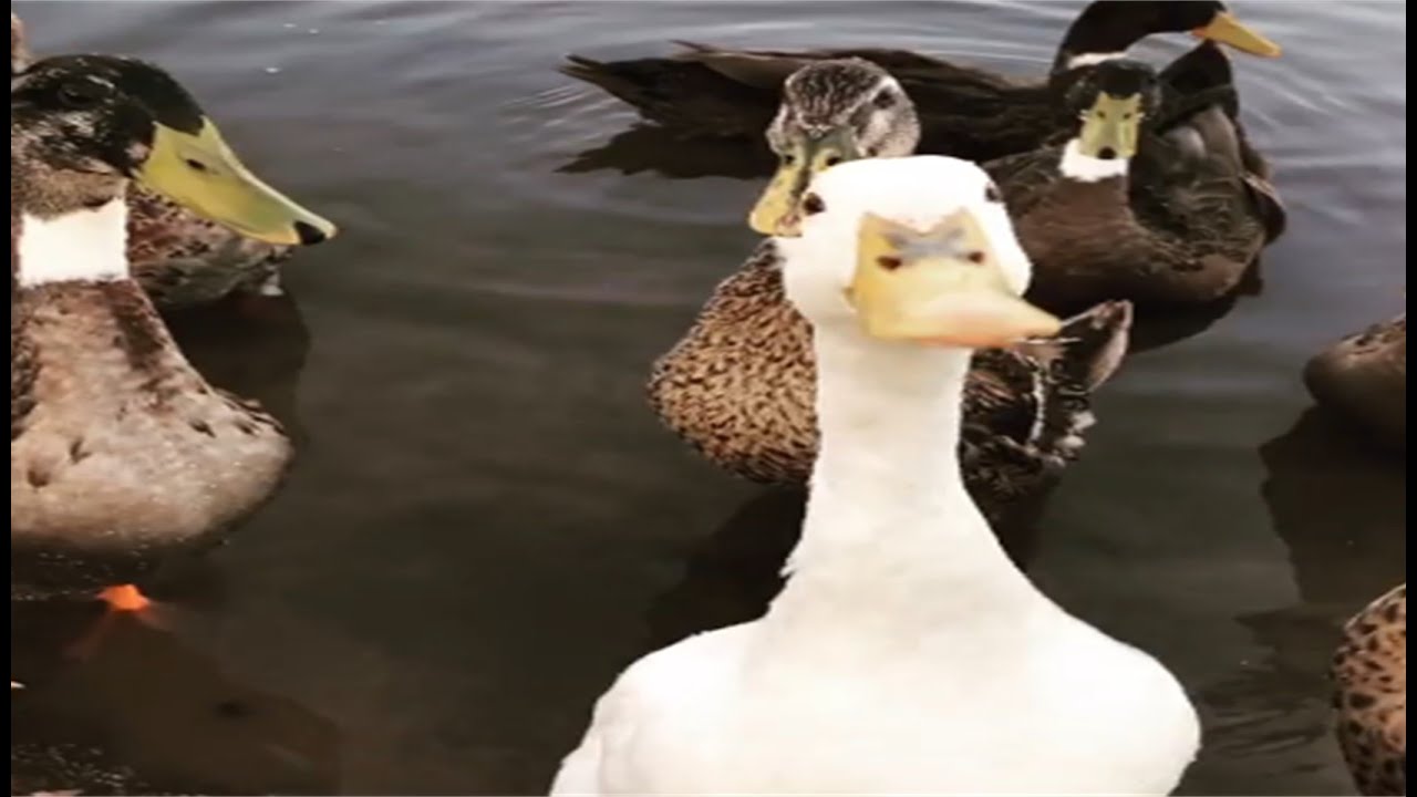 Animals Dancing to the Beat Compiltion - YouTube