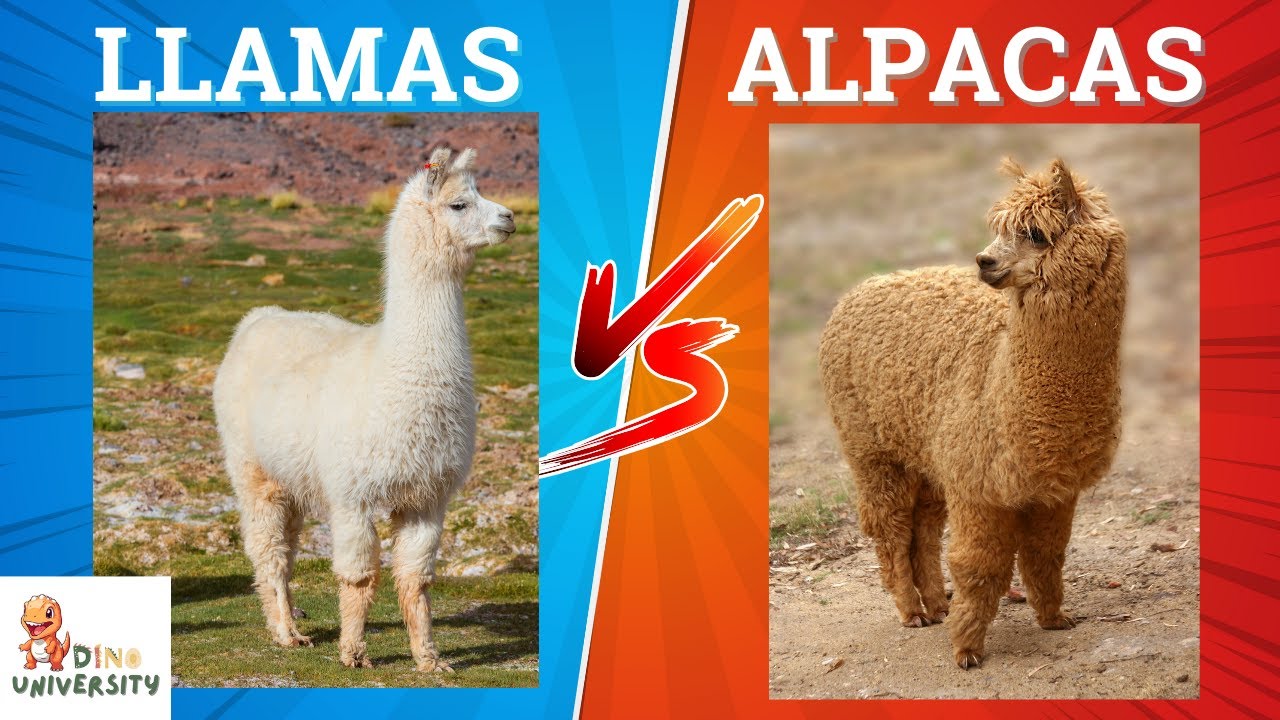 Alpacas vs. Llamas: The Ultimate Showdown - YouTube
