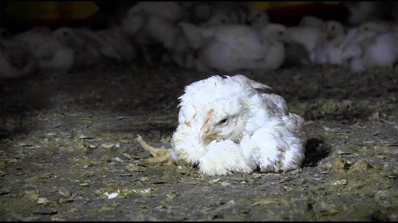 Bred to Suffer - Chickens raised for meat. - YouTube