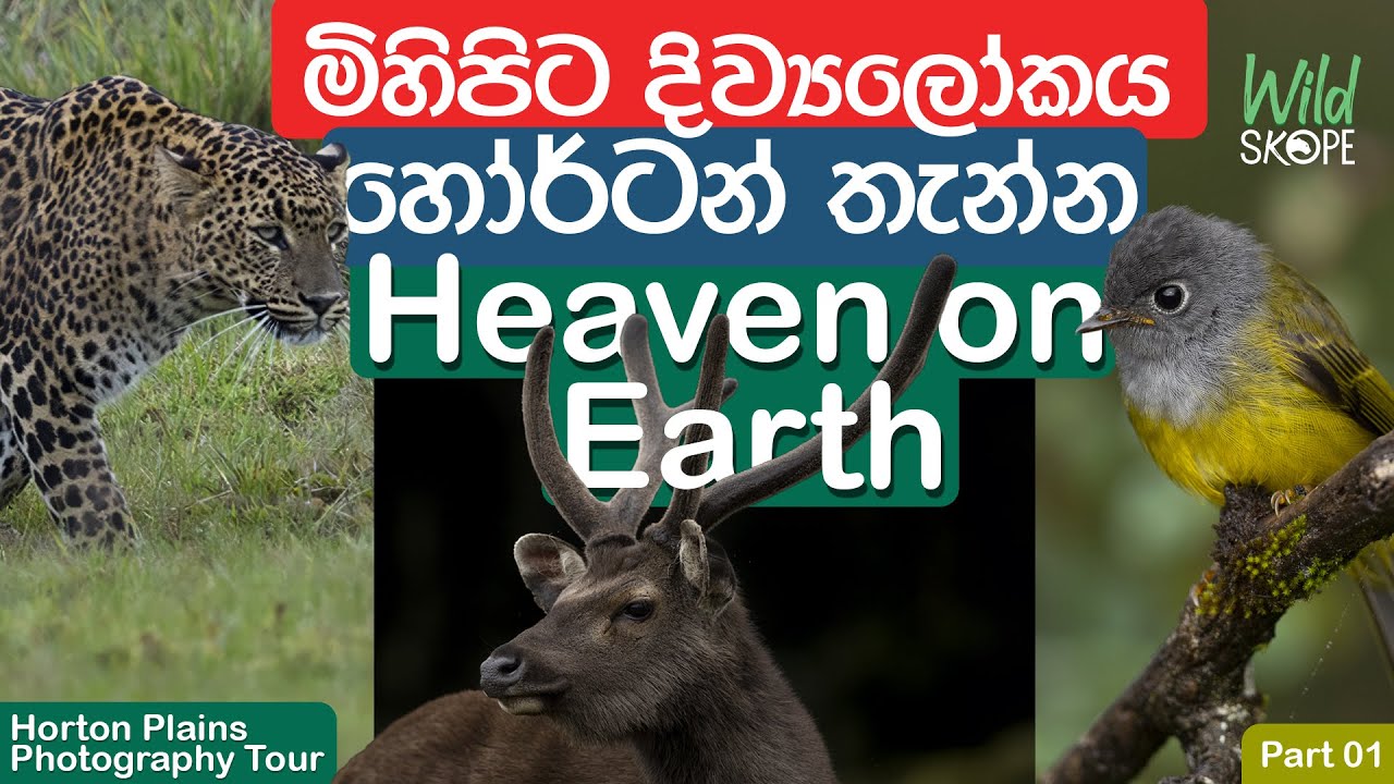 Wildlife Photography Tour | Horton Plains NP Sri Lanka | Wild Skope ...