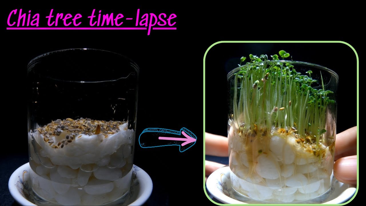 Chia Tree Time-lapse 8 Days. - YouTube