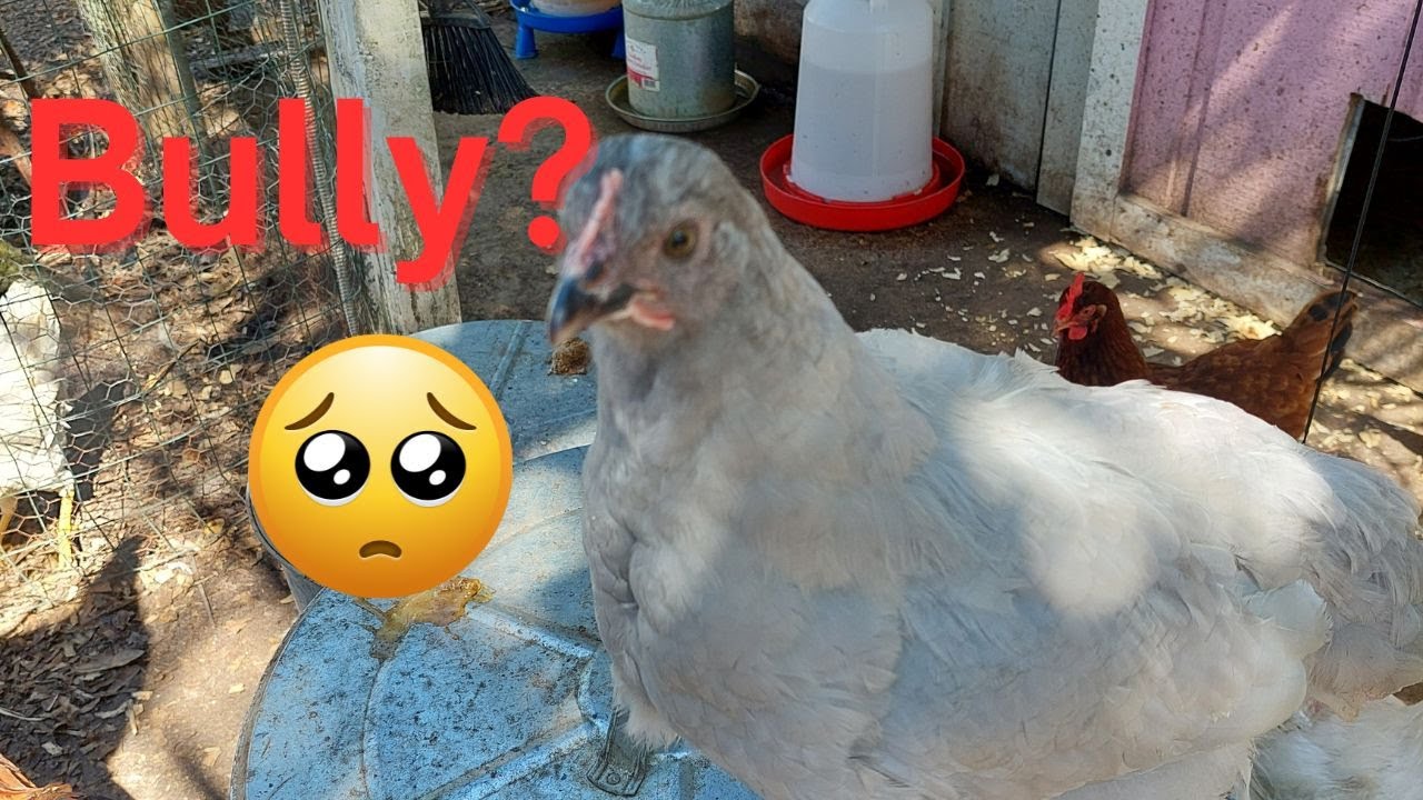 Is Your Hen A Bully? How To Spot Aggressive Behavior In Your Flock ...