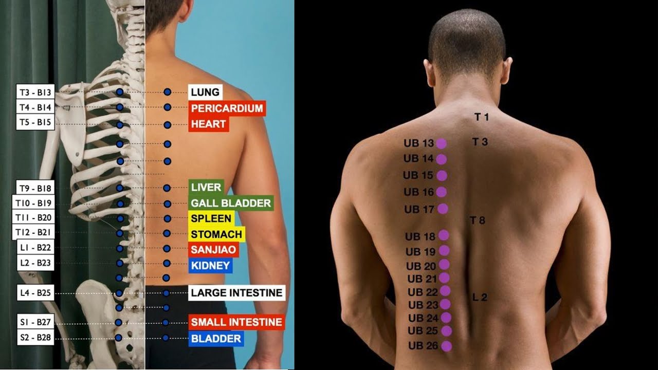 BACK-SHU (TRANSPORTING/CORRESPONDENCE) POINTS: Introduction - YouTube