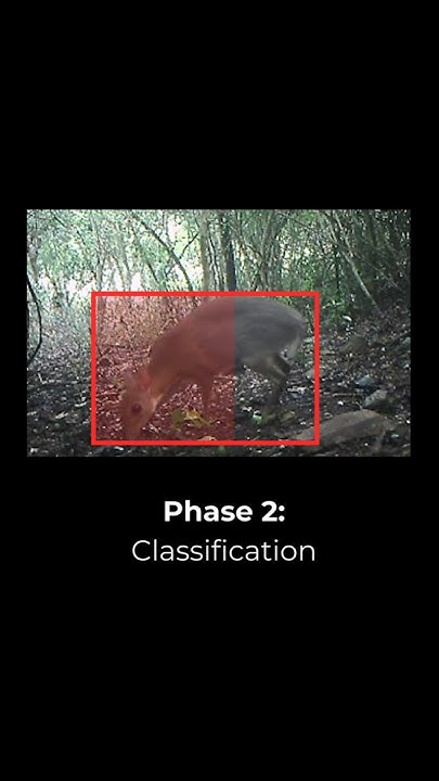 To crop or not to crop: Comparing WIC and bounding-box classification on camera trap images ...