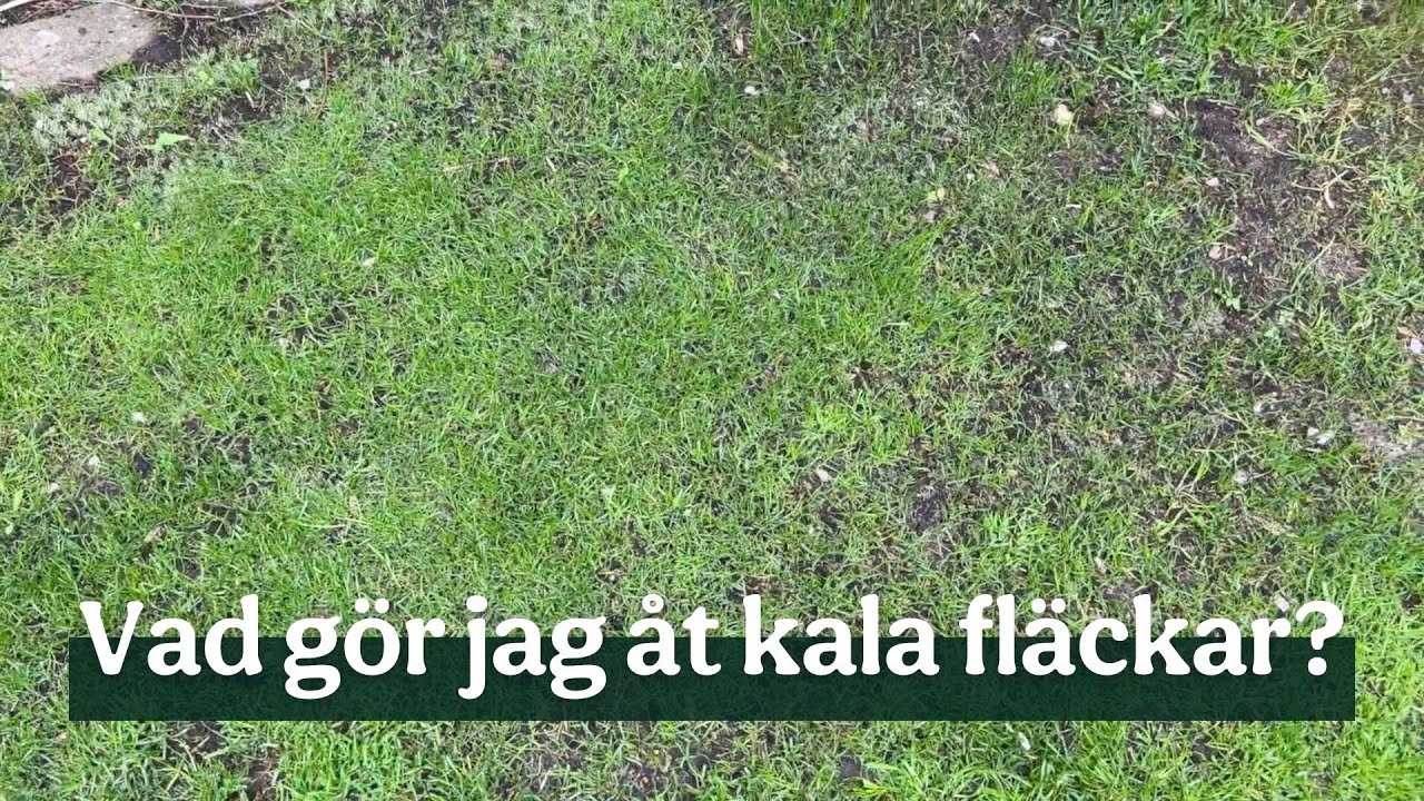 Få bort kala fläckar från din gräsmatta med dessa tips - YouTube