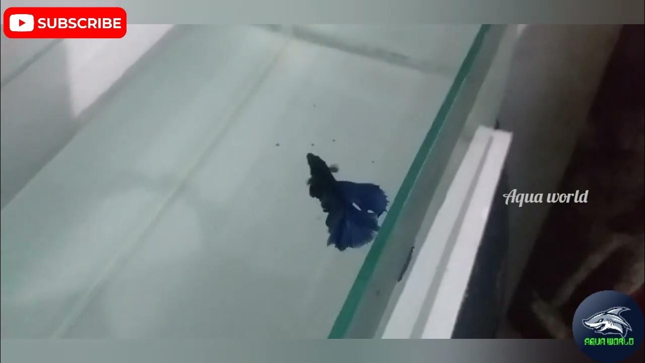 Betta fish Champion food rewiew,Tamil,Aqua World - YouTube
