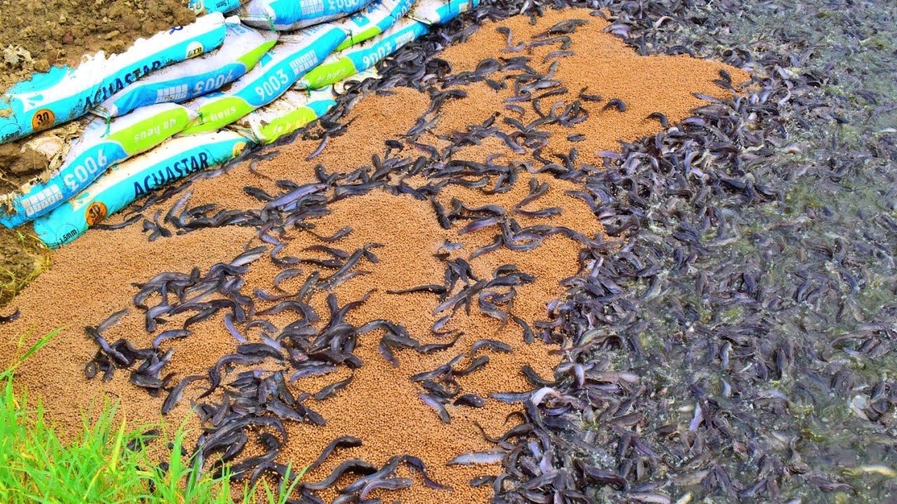 Hybride Mangur Fish Eating Food In Pond || Million Of Mangur Fish ...