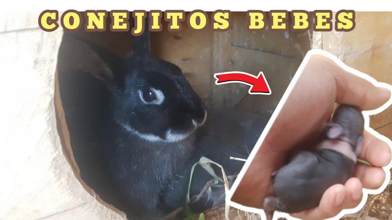 Mi CONEJA parió como agarrar alos CONEJITOS BEBES para que la CONEJA NO ...