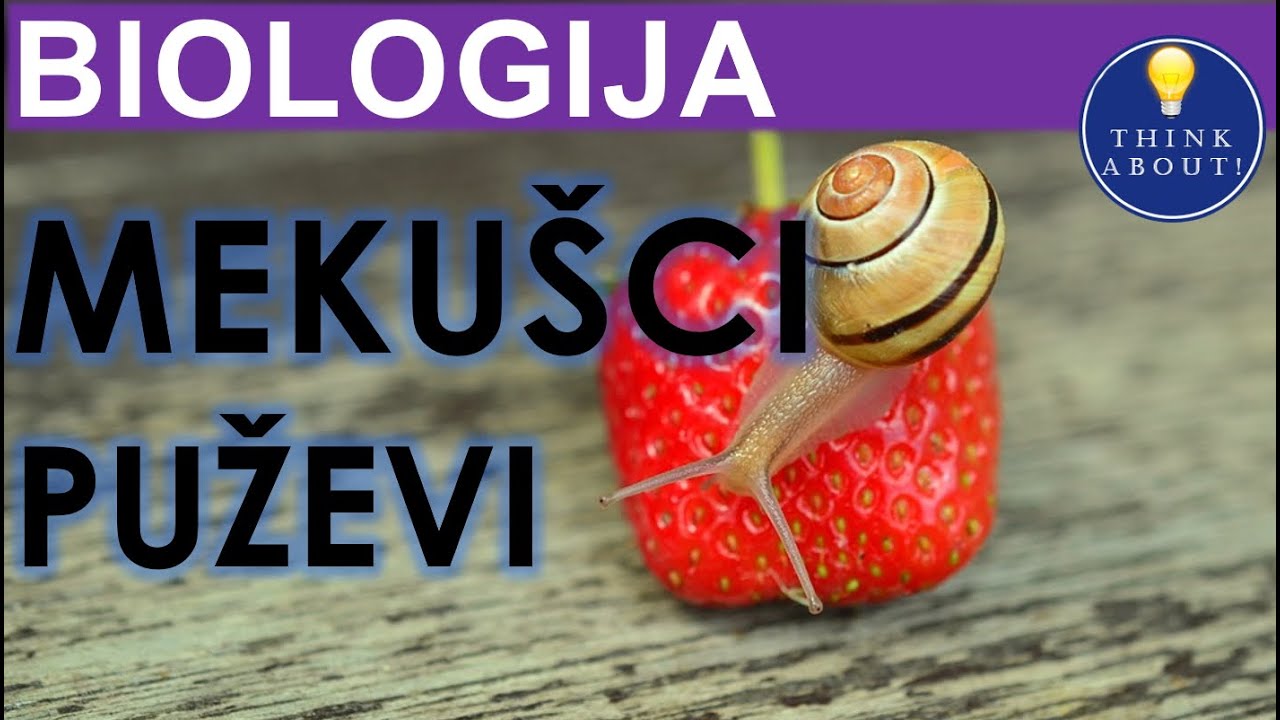 💡 17. MEKUŠCI - PUŽEVI - pitanja za učenje i ponavljanje, 7. razred 💡 ...