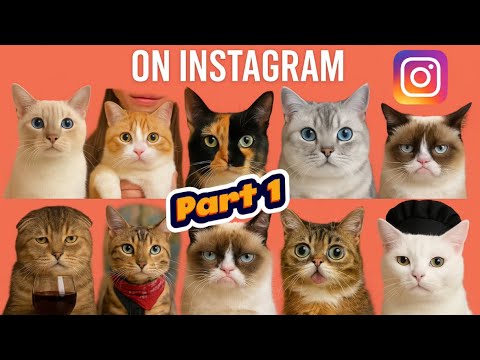 Top 10 Most Followed Cute Cats on Instagram📸| Cats Most Popular Review ...