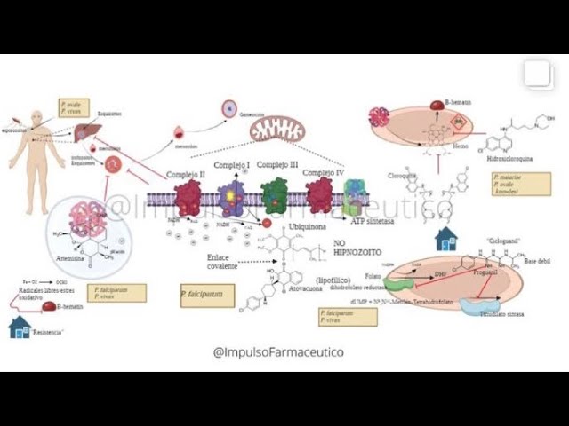 Mecanismo De Acao Da Primaquina