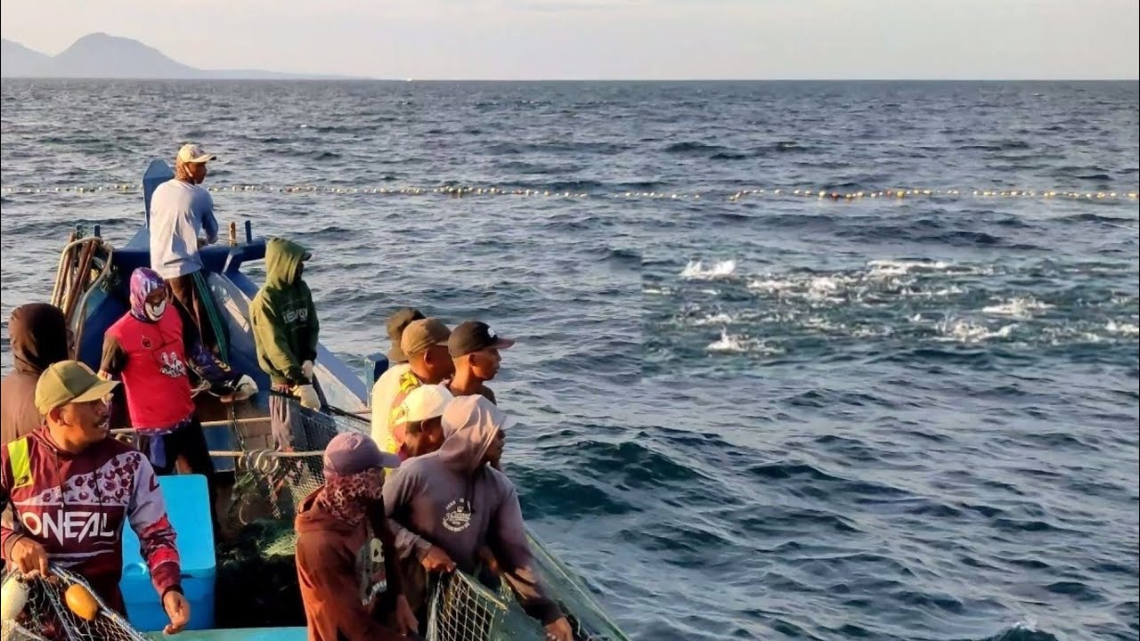 Jaring lingkar, Luar biasa gak di sangka dapat banyak ikan todak ...