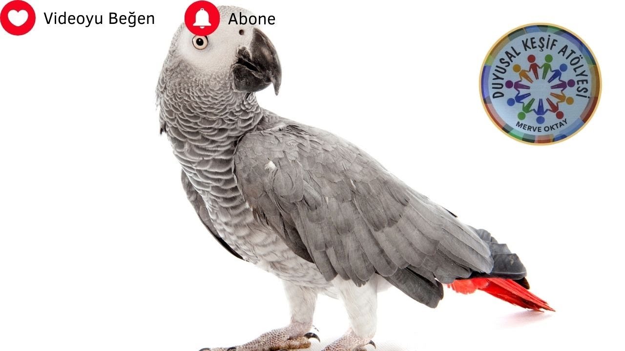 Jako the Parrot's Jungle Adventure #JakoTheParrot #JungleAdventure # ...