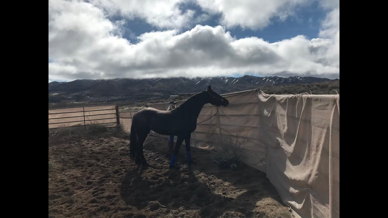 Flicka Week 1 - YouTube