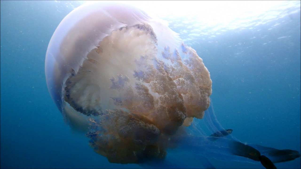 Alforreca de Sesimbra - YouTube