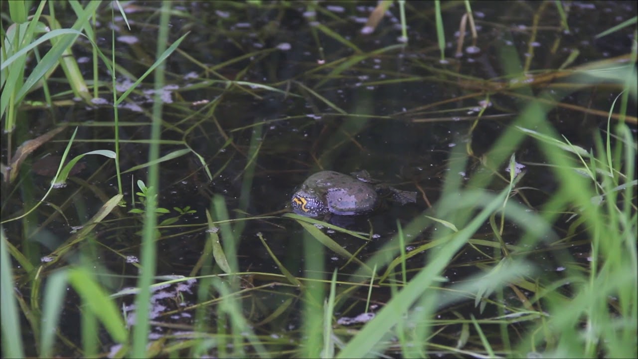 Kuňka obecná - Bombina bombina - YouTube