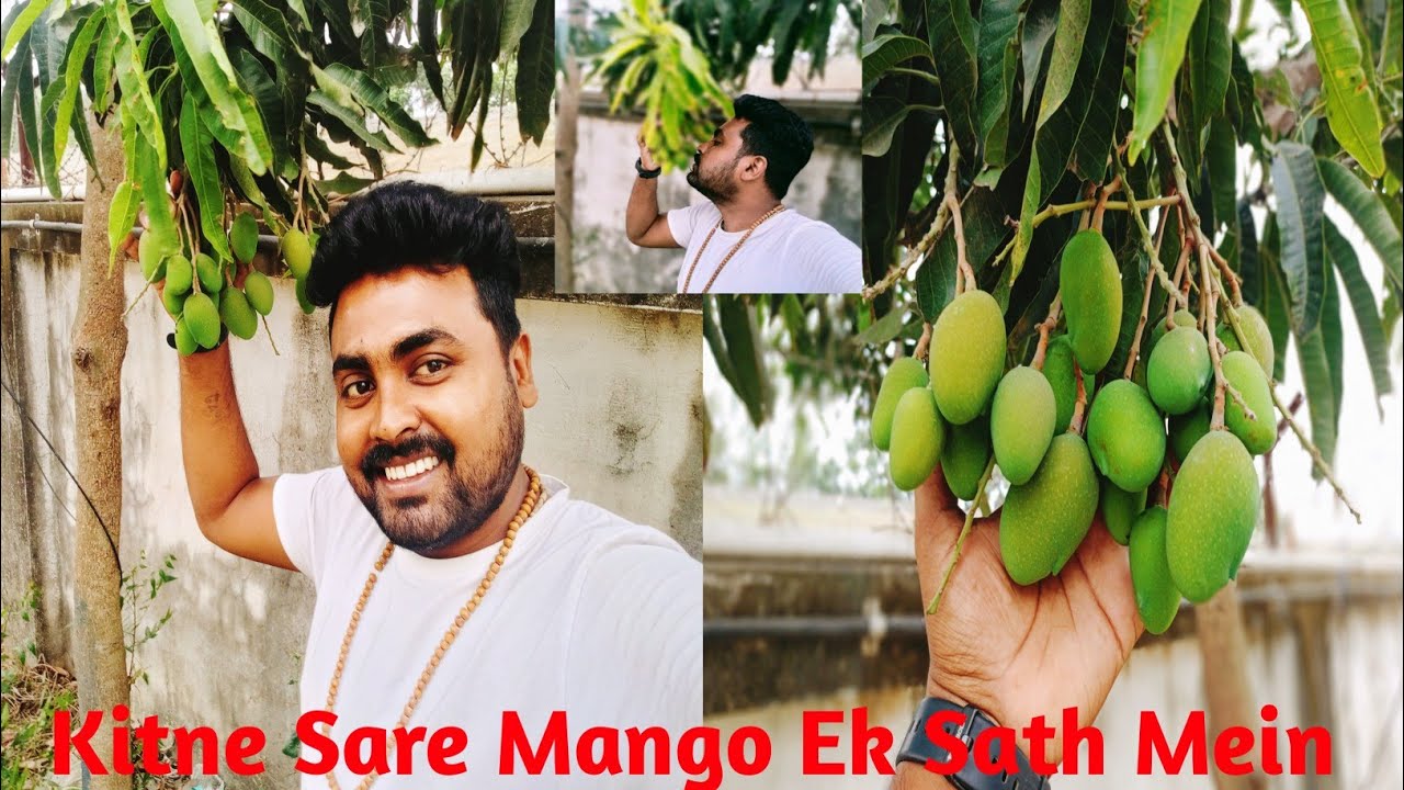 Kitne Sare Mango 🥭🥭 Ek Sath Mein.Malda Ki Mango.@souravjvlogs ...