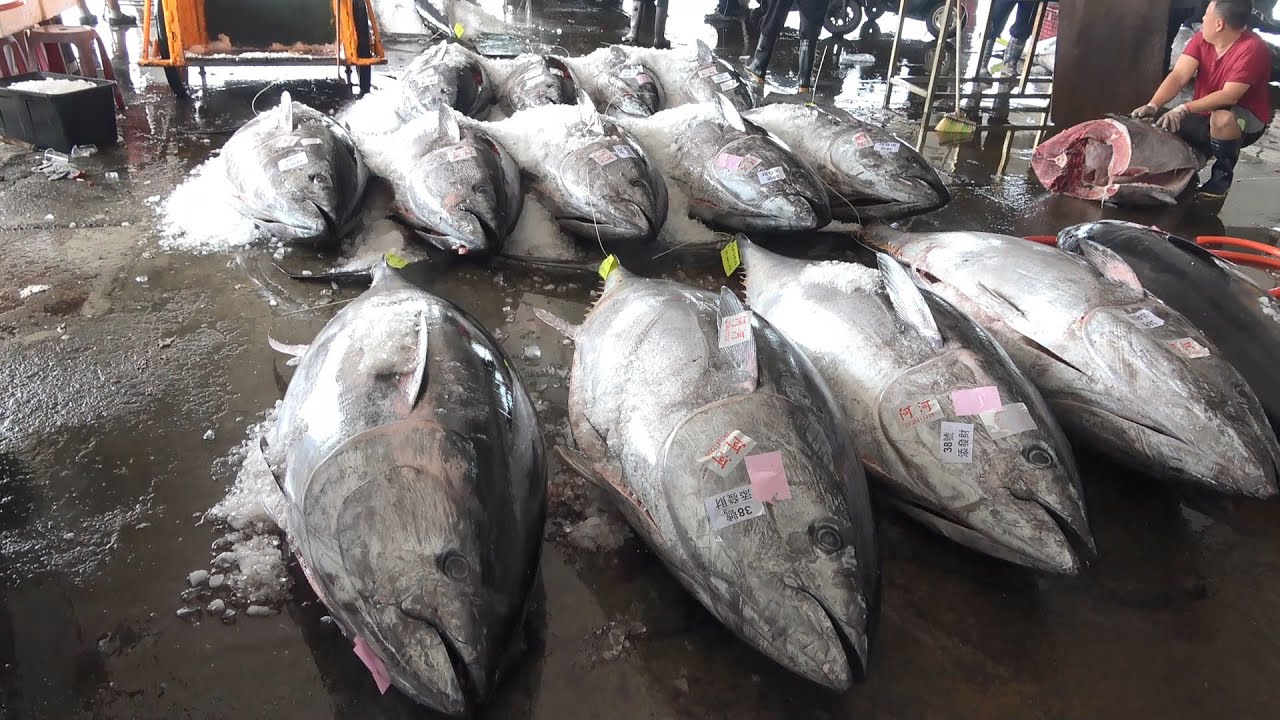 250KG Giant Bluefin Tuna Cutting Skills - Taiwan street food - YouTube