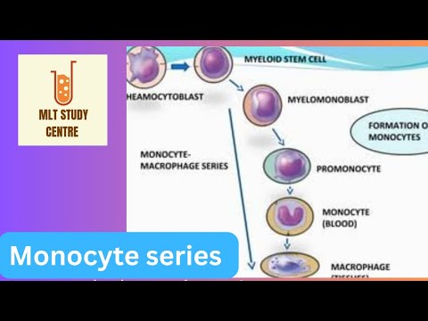 Monocyte series | Monocyte macrophages series| Monoblast | Promonocyte| Monocyte | - YouTube