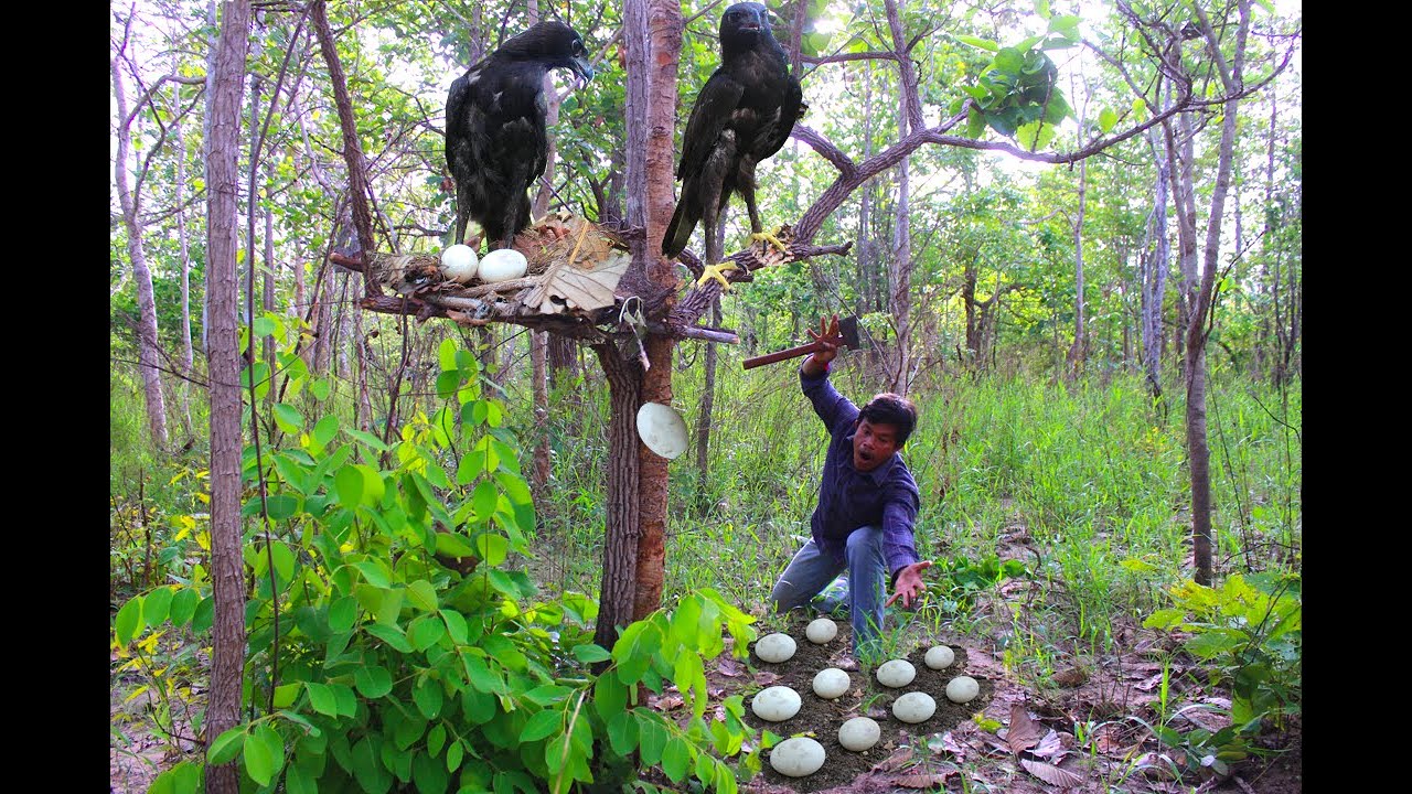 Loggers help eagles lay eggs in nests#bird #beautiful #wildlife #eagle ...