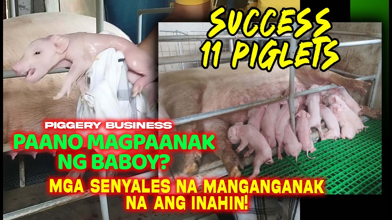 PIGGERY BUSINESS: PAANO MAGPAANAK NG BABOY? 1ST GILT, 11 BIIK😊 - YouTube