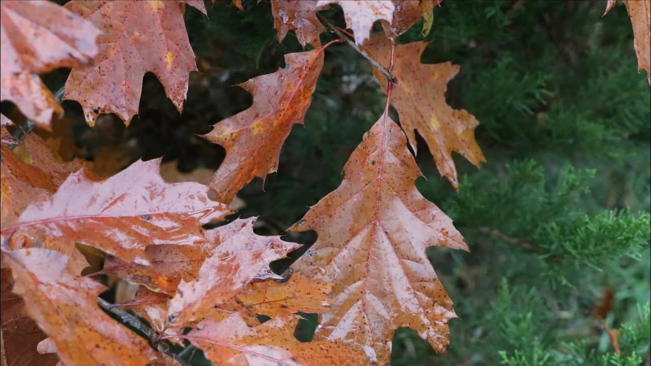 The Life Of Red Oak Tree Leaves in a November Rain - YouTube