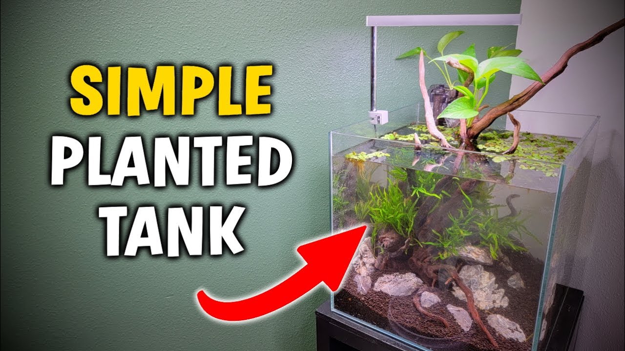 Making A Simple Planted Tank ANYONE Can Create! Step-By-Step Tutorial ...