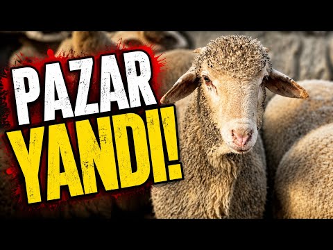 Havran Hayvan Pazarı Yandı! 3 BİN TL den Başlayan Fiyatlar!