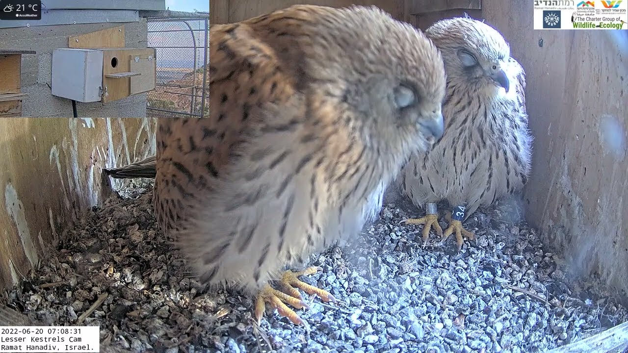 Sleeping falcons: Lesser kestrel nestling get some sleep while waiting ...