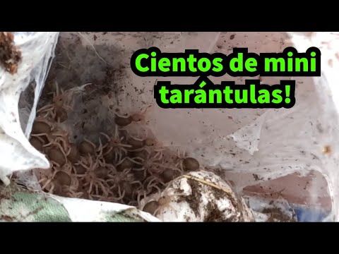 Así son las crías de tarántula | slings de tarántula - YouTube