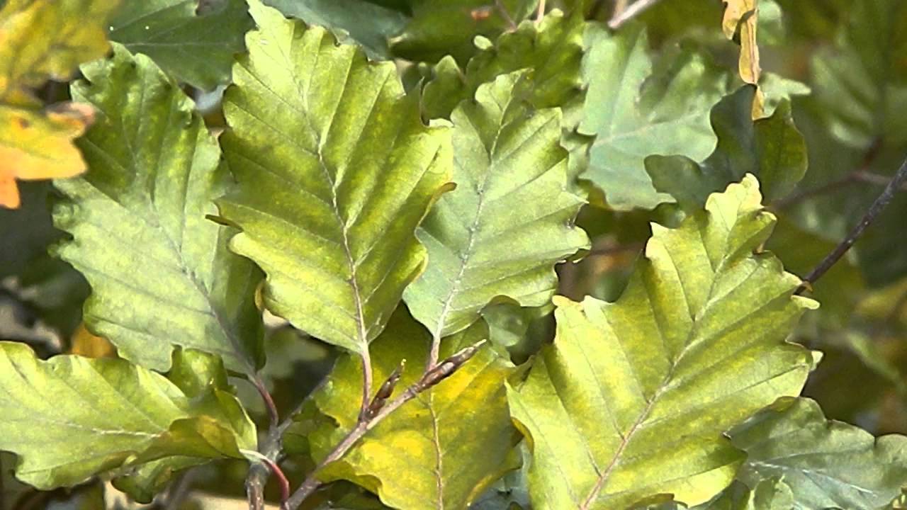 Fagus sylvatica 'Rohan Obelisk' - YouTube