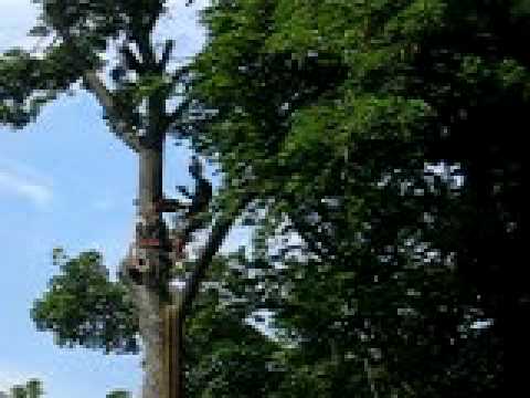 Mark Chisholm - tree removal 2 - YouTube