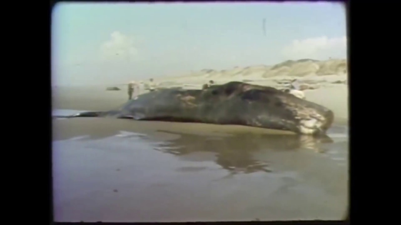 The Disastrous exploding Whale of Florence, Oregon - Original News ...