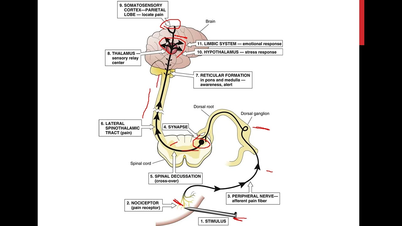 pain introduction, fast and slow pain - YouTube