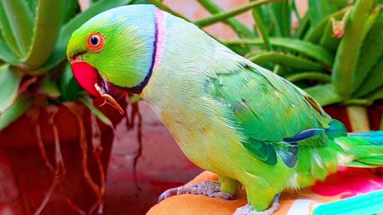 Indian Parrot Wallpaper