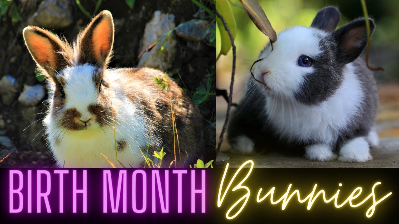 BIRTH MONTH BUNNIES! - YouTube
