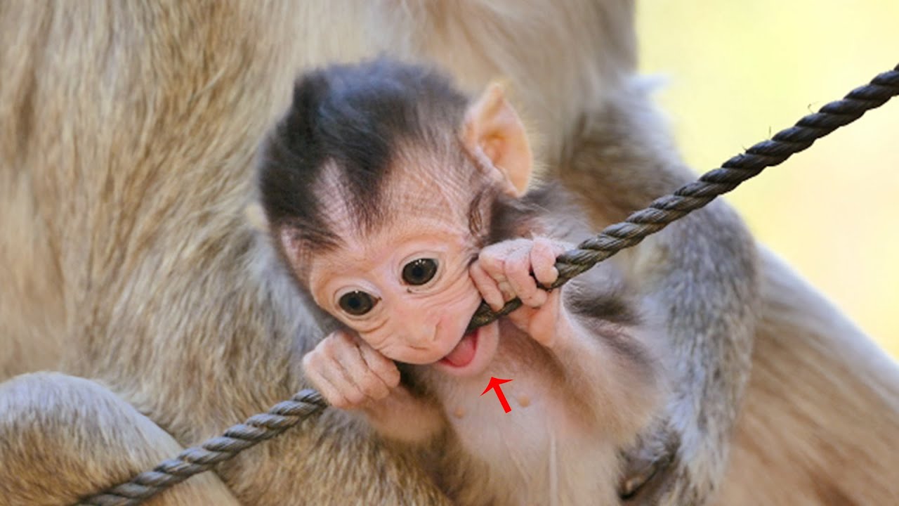Tiny Son Mino Monkey Feels Really Itchy To Bite Anything On His Teeth ...
