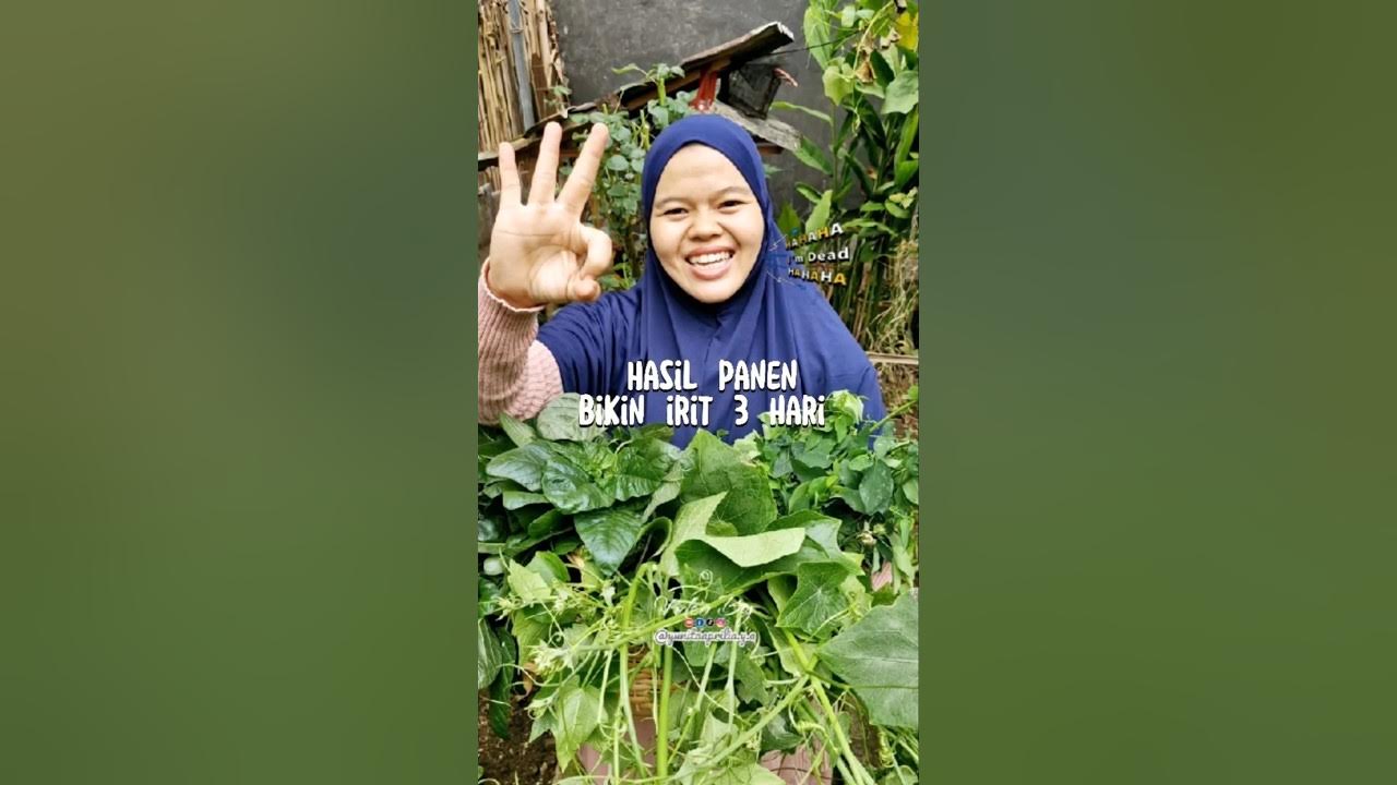 Irit 3 Hari 🙈 || #kebun #kebunhalamanrumah #kebunlahansempit #kebunteras #minivlogberkebun - YouTube
