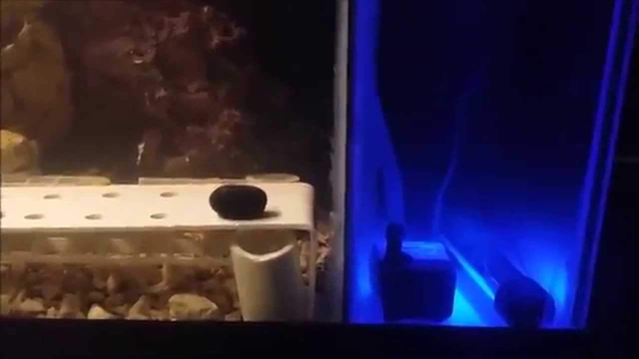 The Easy Frag Tank Set Up - YouTube