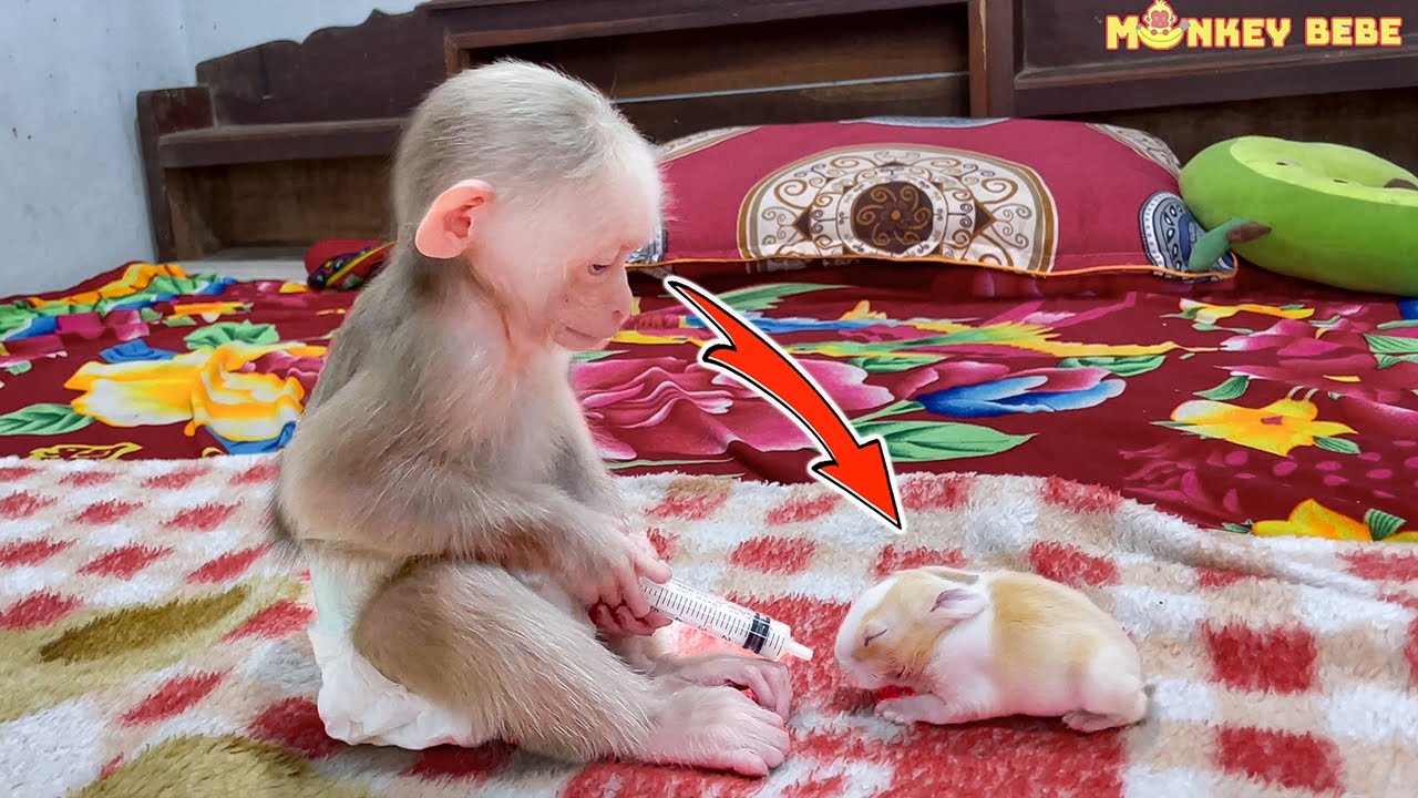 Monkey BeBe wants to help dad feed baby rabbit milk - YouTube