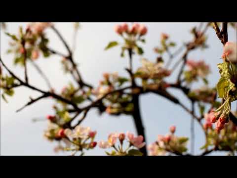 Fikret Dedeoğlu - Unutmayacağım