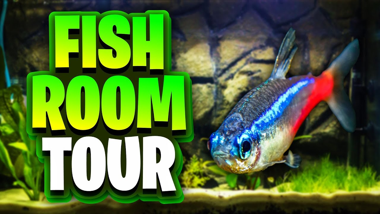 Fish Room Tour August 2024 - Bettas, Guppies, Shrimp, And Community ...
